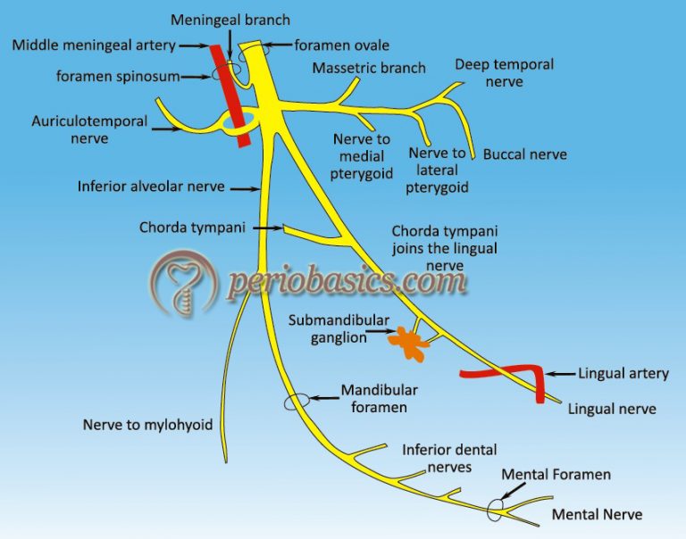 Vascular supply and innervation of gingiva – periobasics.com