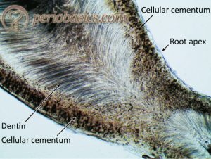 Dental cementum in health and disease, its structure and function.