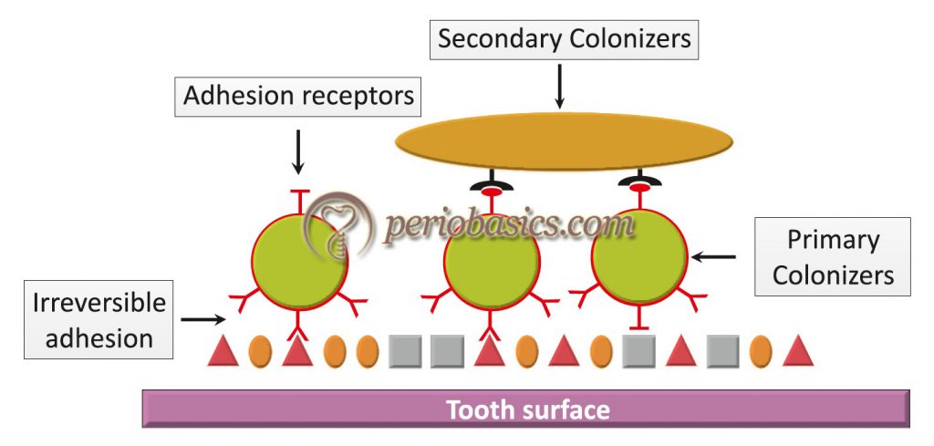 Dental plaque and plaque as biofilm - periobasics.com Basic ...