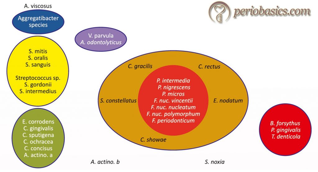 Microbiology of periodontal diseases - periobasics.com