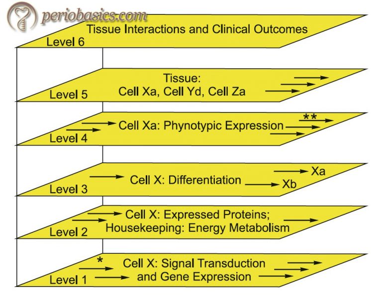 Models of periodontal disease progression – periobasics.com
