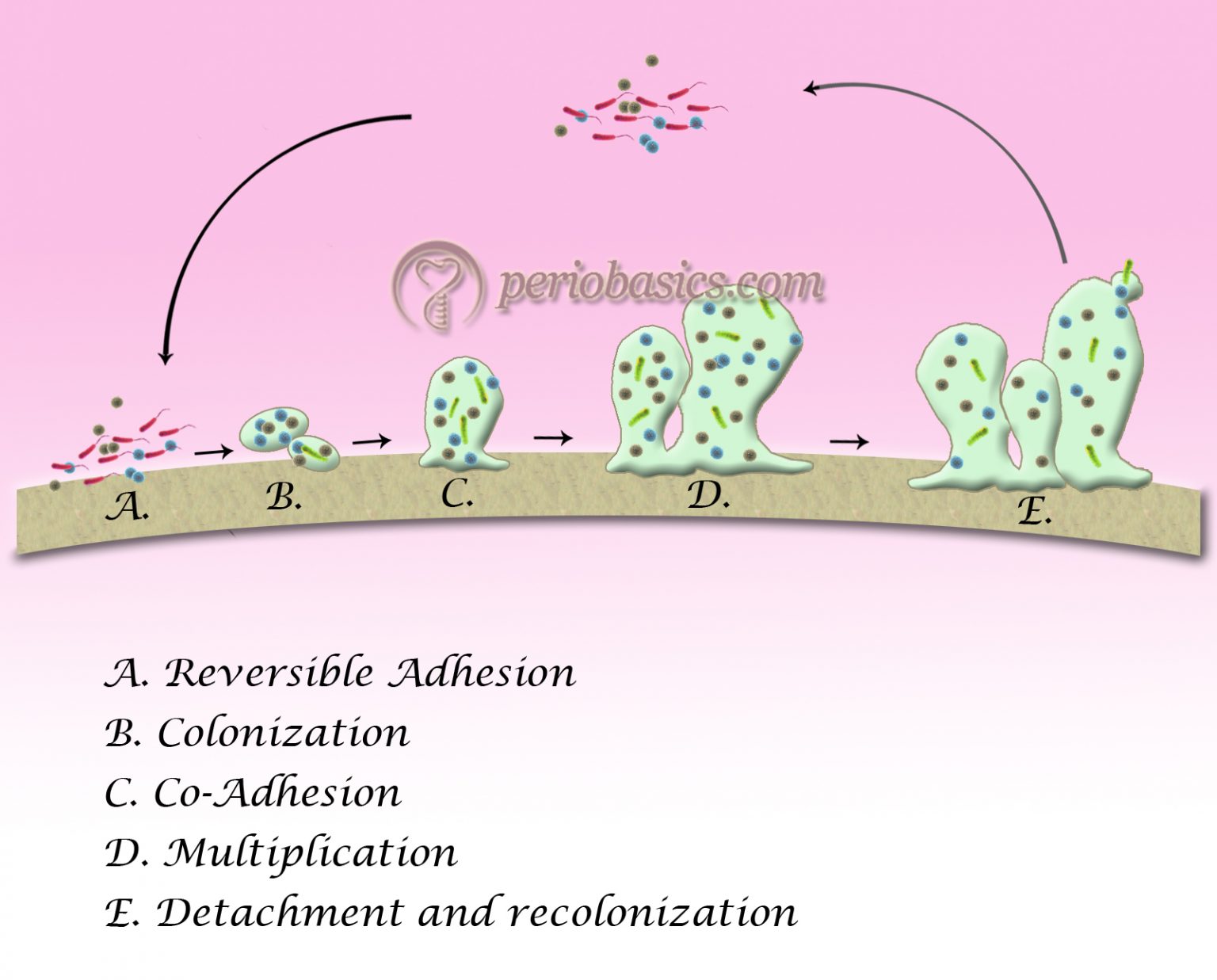 Dental plaque and plaque as biofilm - periobasics.com Basic ...
