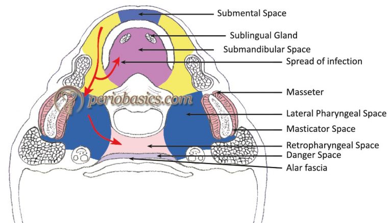 Surgical anatomy of periodontium and related structures - periobasics.com