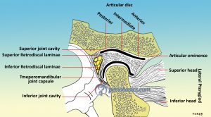 Temporomandibular joint and occlusion – periobasics.com